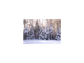 Sign of the beaver powerpoint | PPT