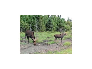 Sign of the beaver powerpoint | PPT