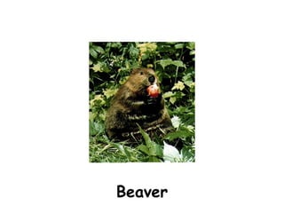 Sign of the beaver powerpoint | PPT