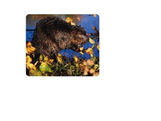 Sign of the beaver powerpoint | PPT