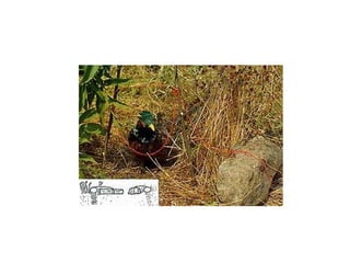 Sign of the beaver powerpoint | PPT