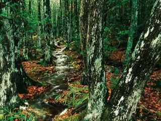 Sign of the beaver powerpoint | PPT