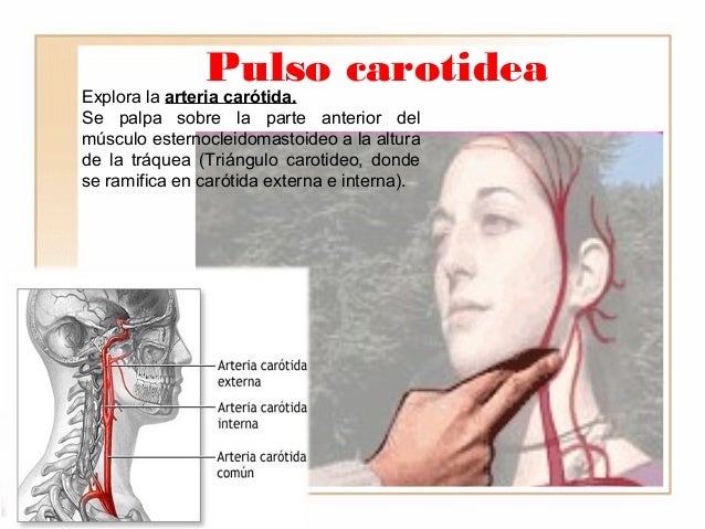 Signos vitales fisiología Descripción detallada