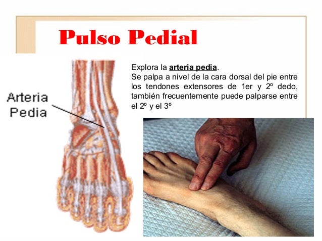 Signos vitales fisiología Descripción detallada