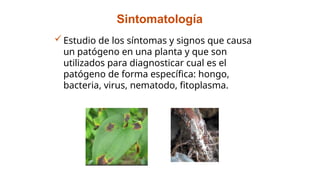 Signos-y-sintomas-de-enfermedades en los cultivos.pptx