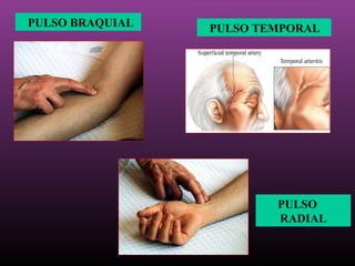 Signos vitales segunda parte | PPT
