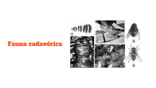 Signos Y Fases Cadavericas Pptx