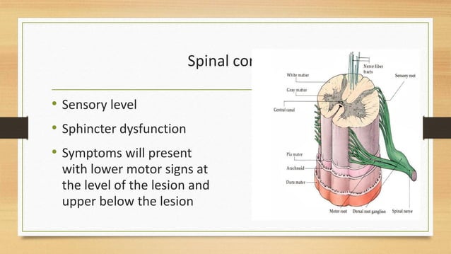 Signs and symptoms of neurological diseases new(0).pdf