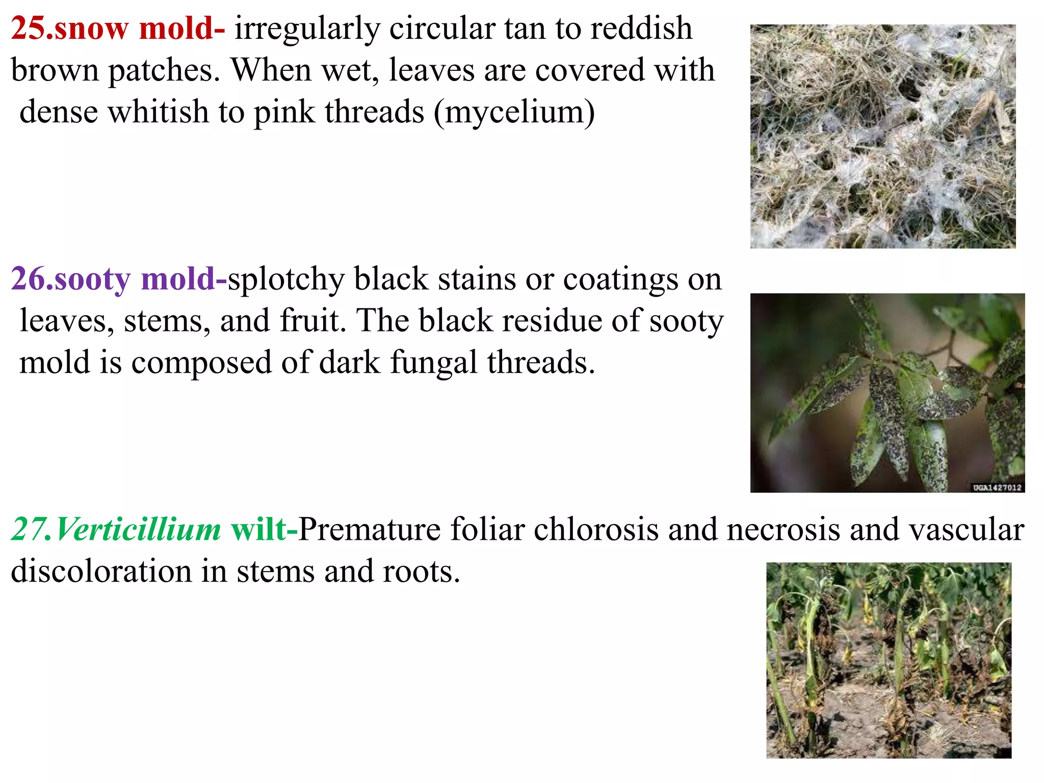 Signs and symptoms of plant disease | PPTX