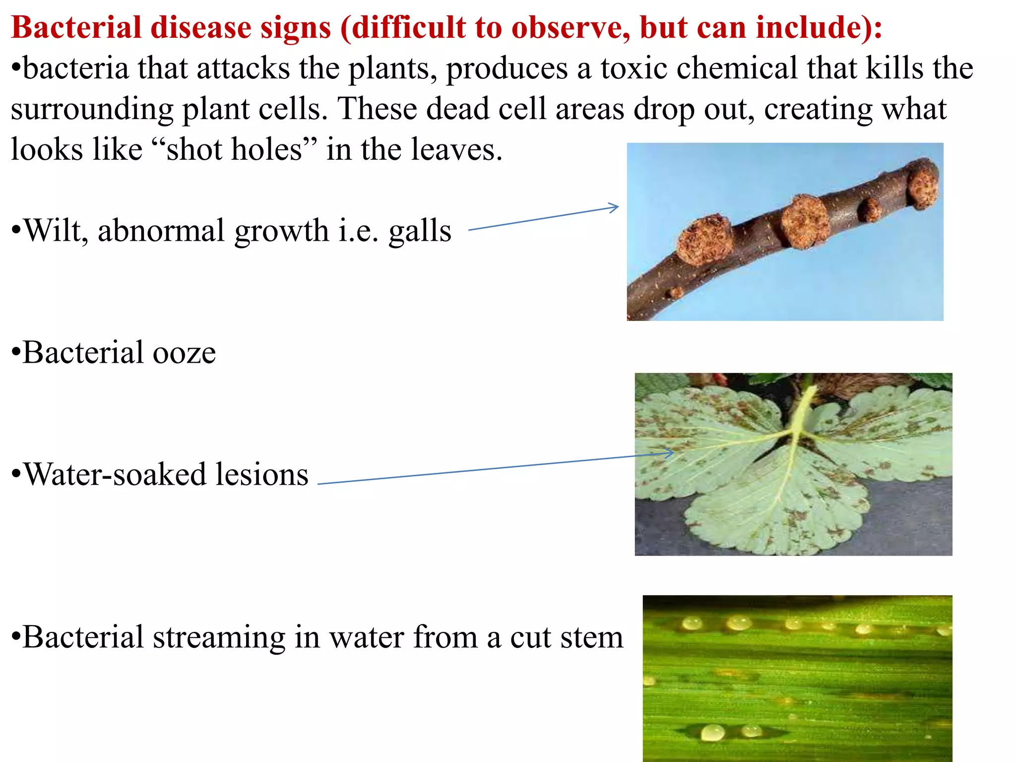 Signs and symptoms of plant disease | PPTX