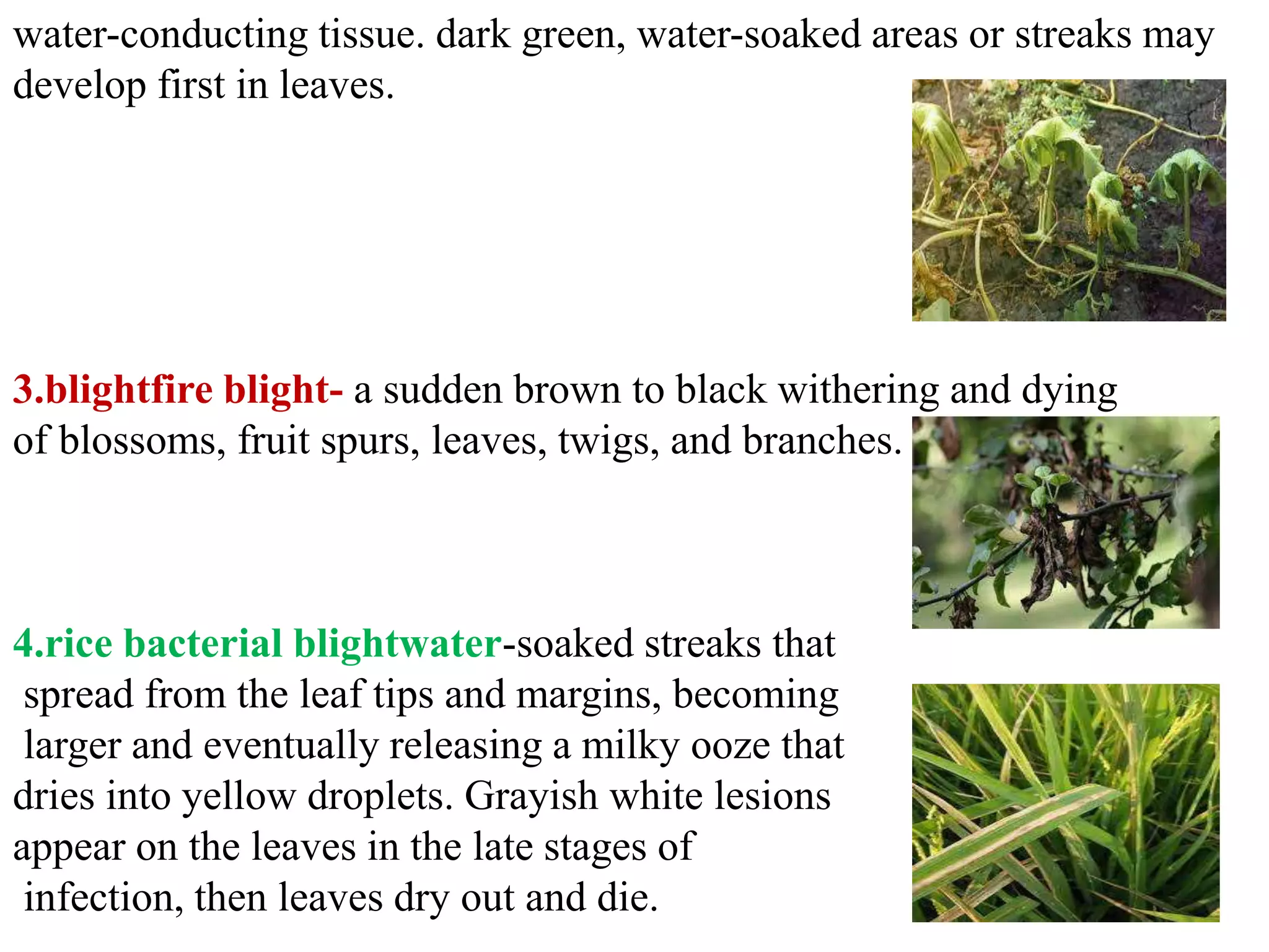 Signs and symptoms of plant disease | PPTX