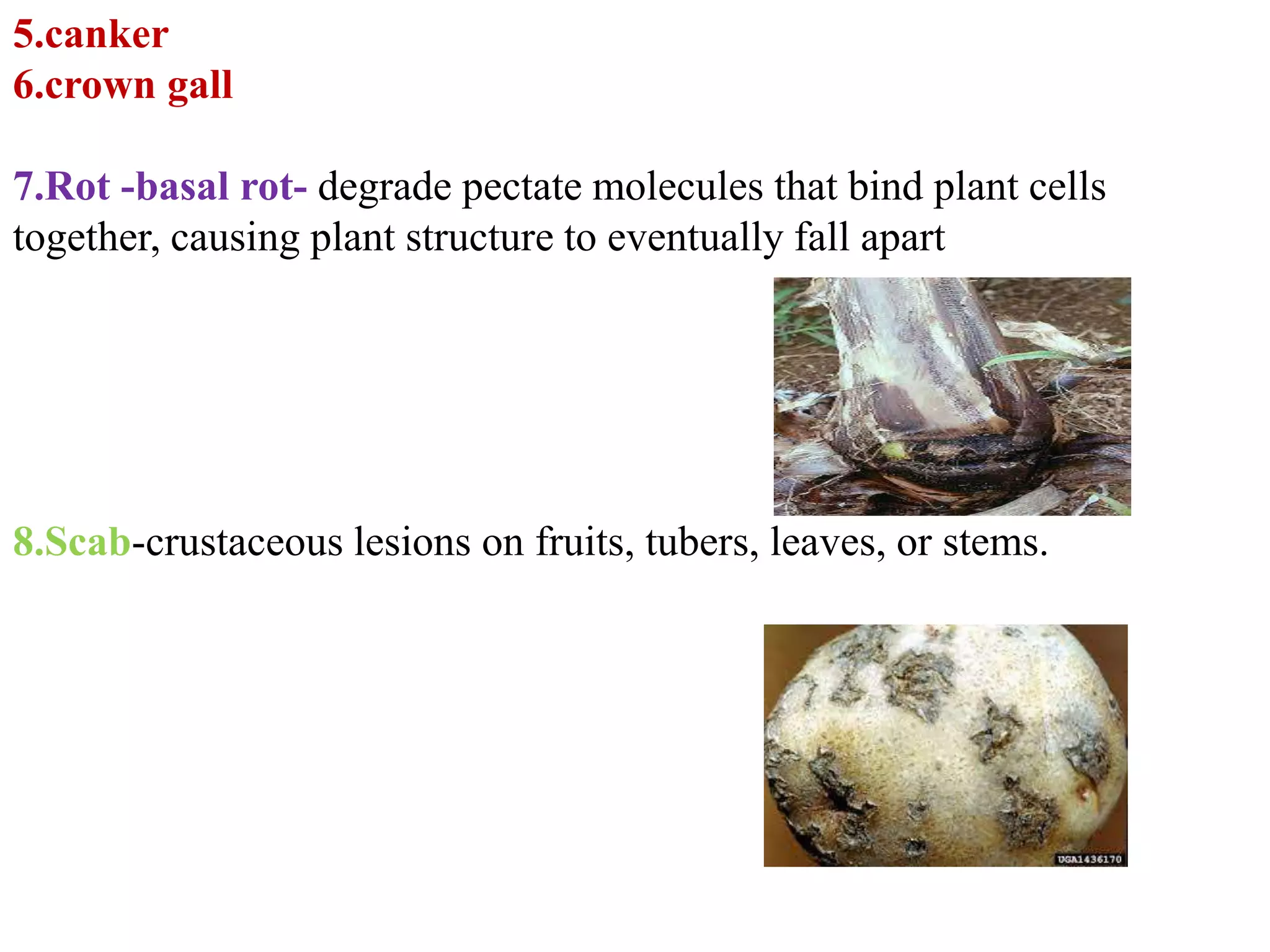 Signs and symptoms of plant disease | PPTX