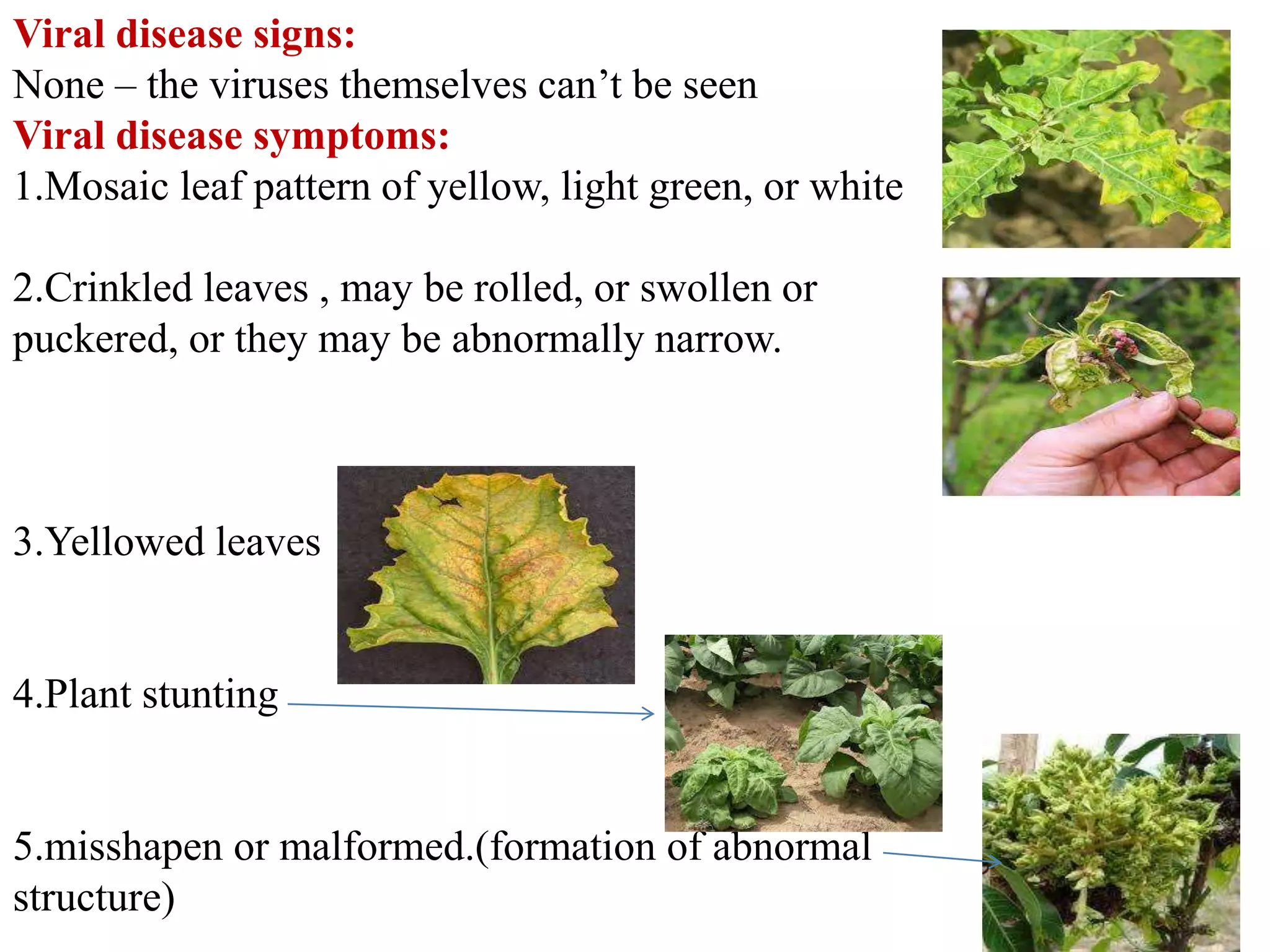 Signs and symptoms of plant disease | PPTX