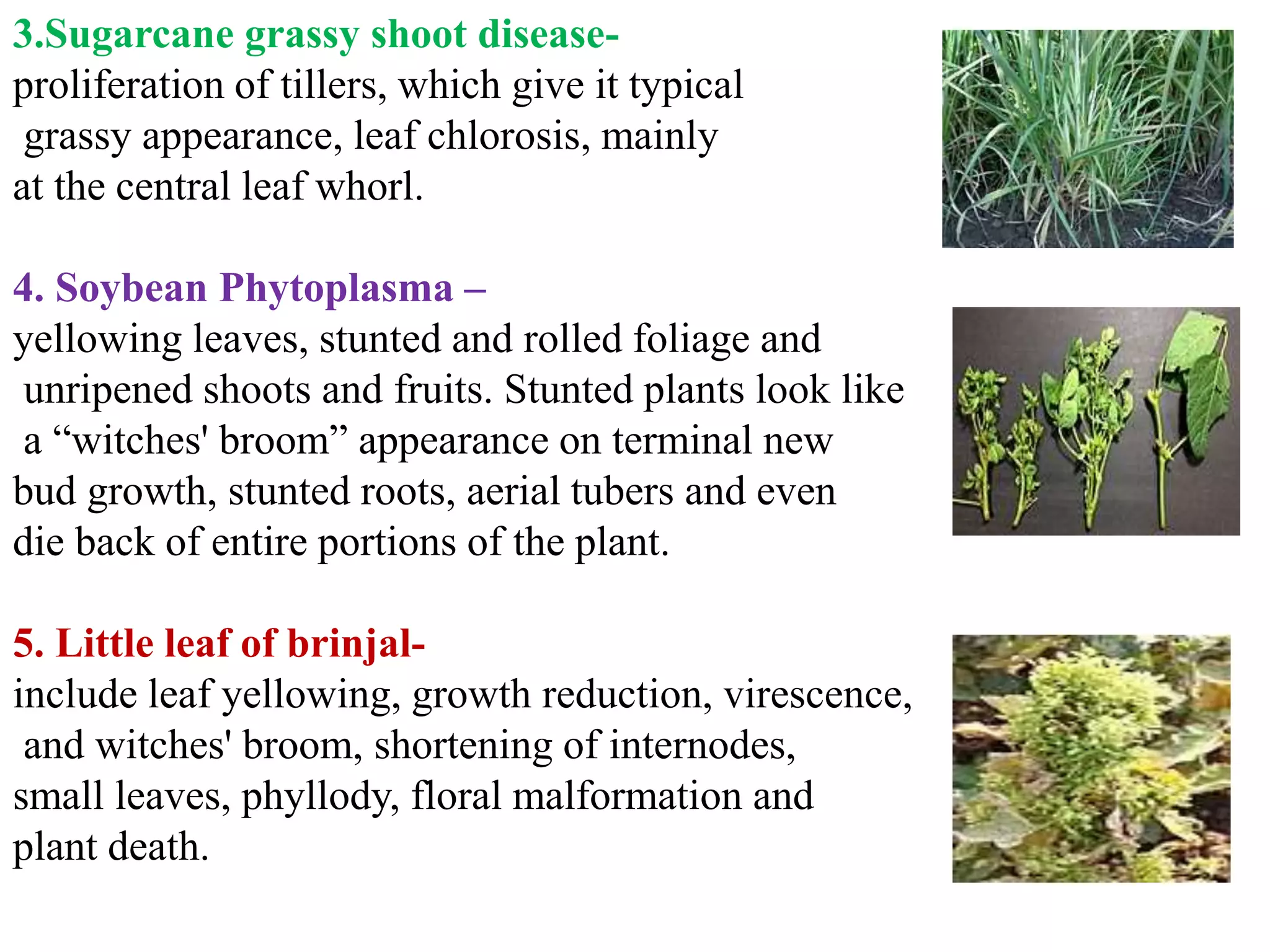 Signs and symptoms of plant disease | PPTX