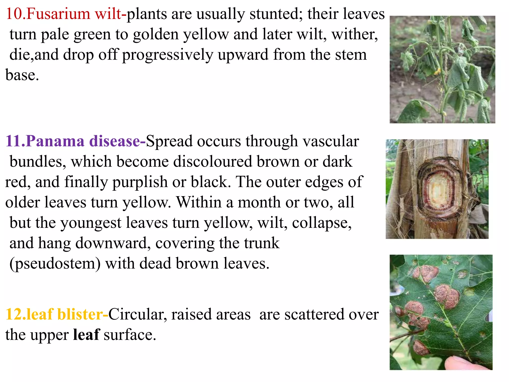 Signs and symptoms of plant disease | PPTX