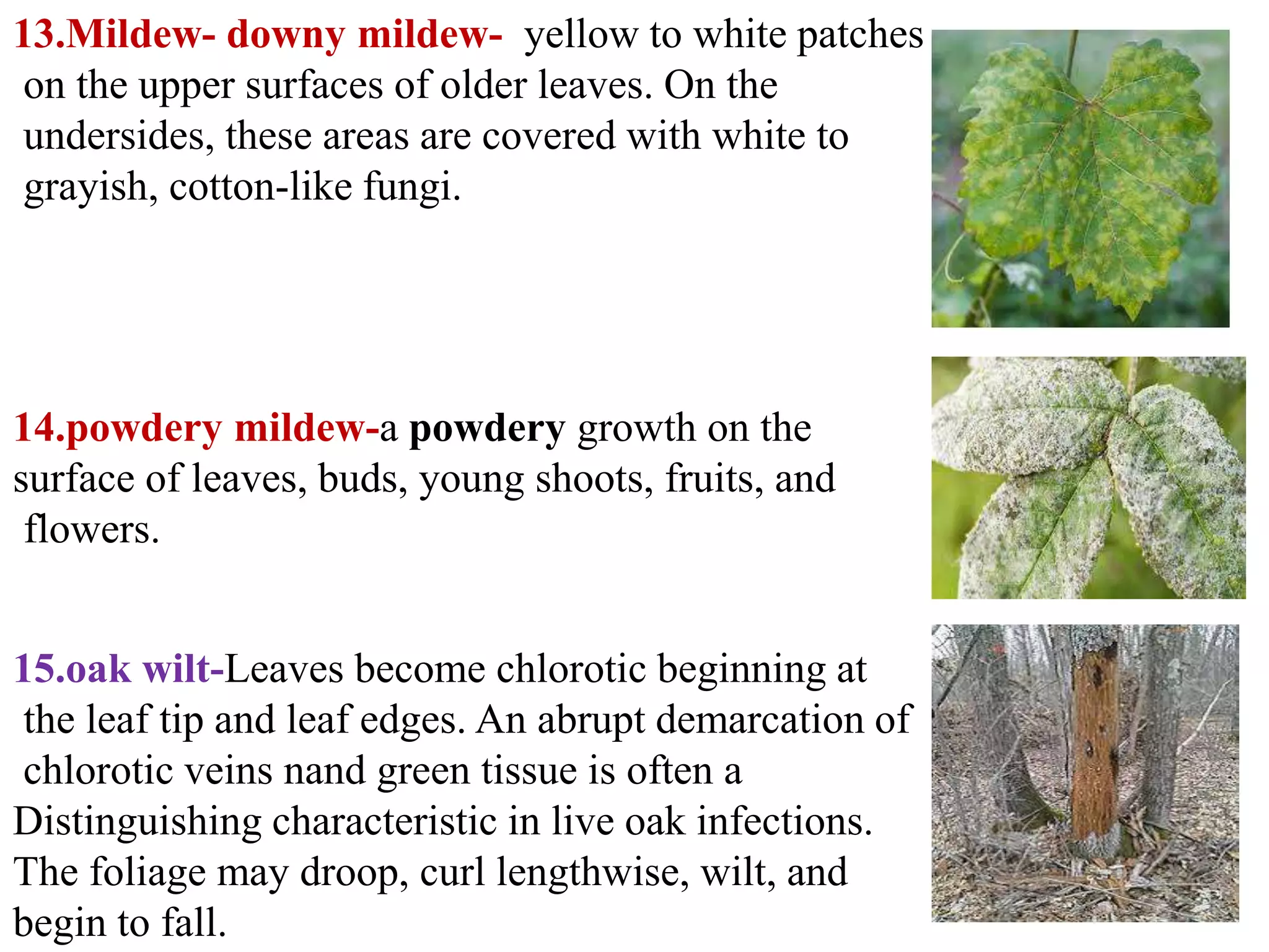 Signs and symptoms of plant disease | PPTX