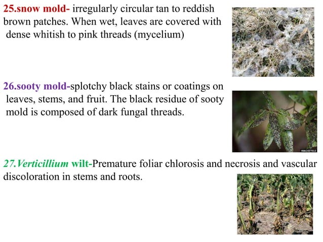 Signs and symptoms of plant disease | PPTX