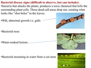 Signs and symptoms of plant disease | PPTX