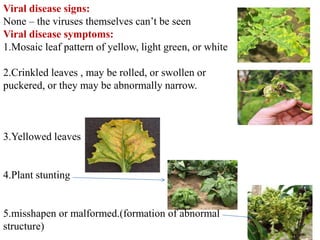 Signs and symptoms of plant disease | PPTX