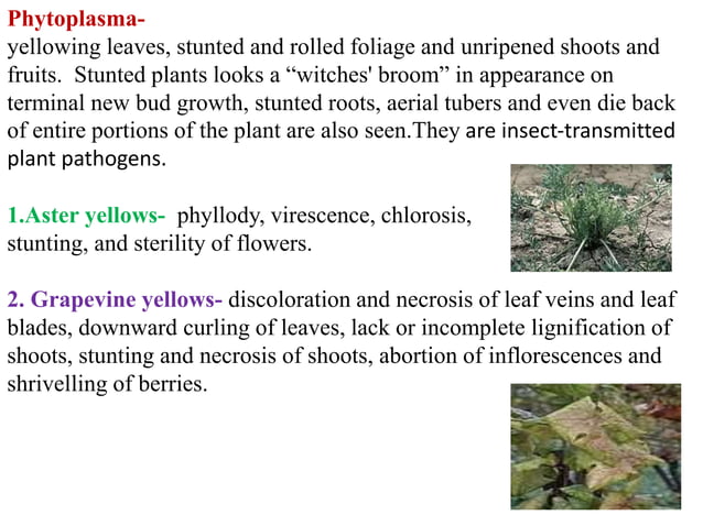 Signs and symptoms of plant disease | PPTX