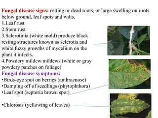 Signs and symptoms of plant disease | PPTX