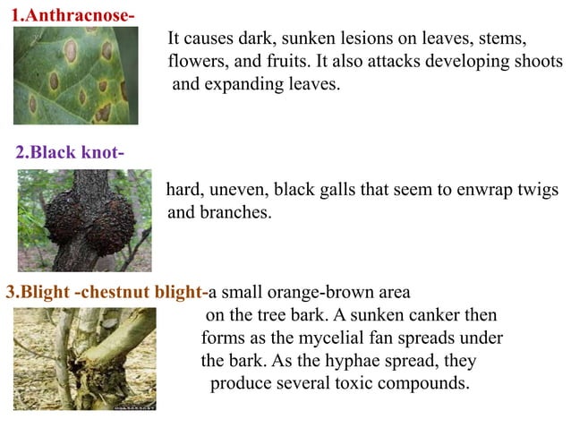 Signs and symptoms of plant disease | PPTX