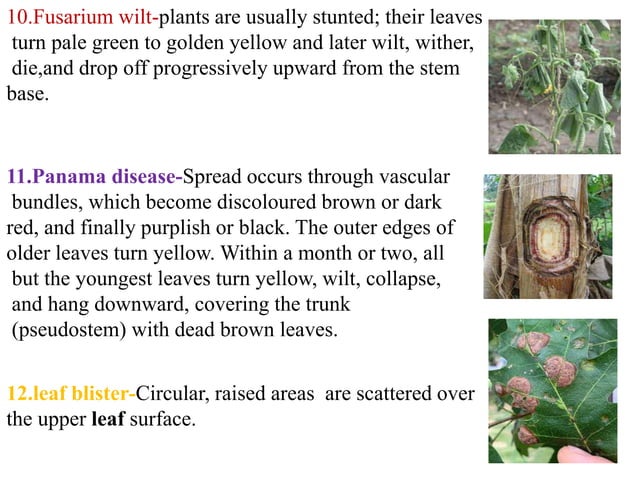 Signs and symptoms of plant disease | PPTX