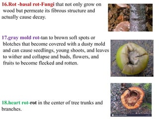 Signs and symptoms of plant disease | PPTX