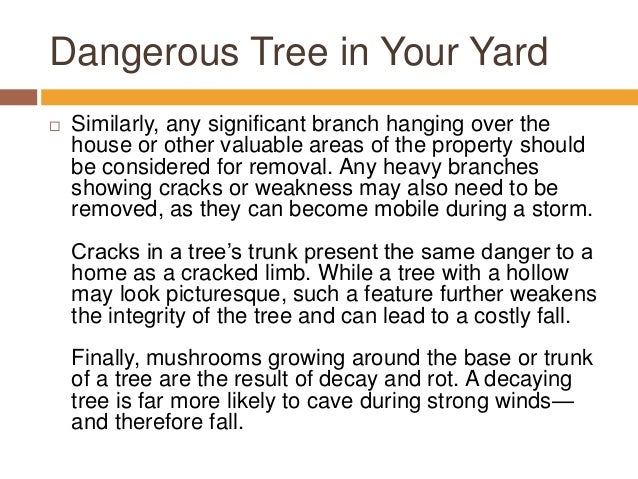 Signs of a Dangerous Tree in Your Yard