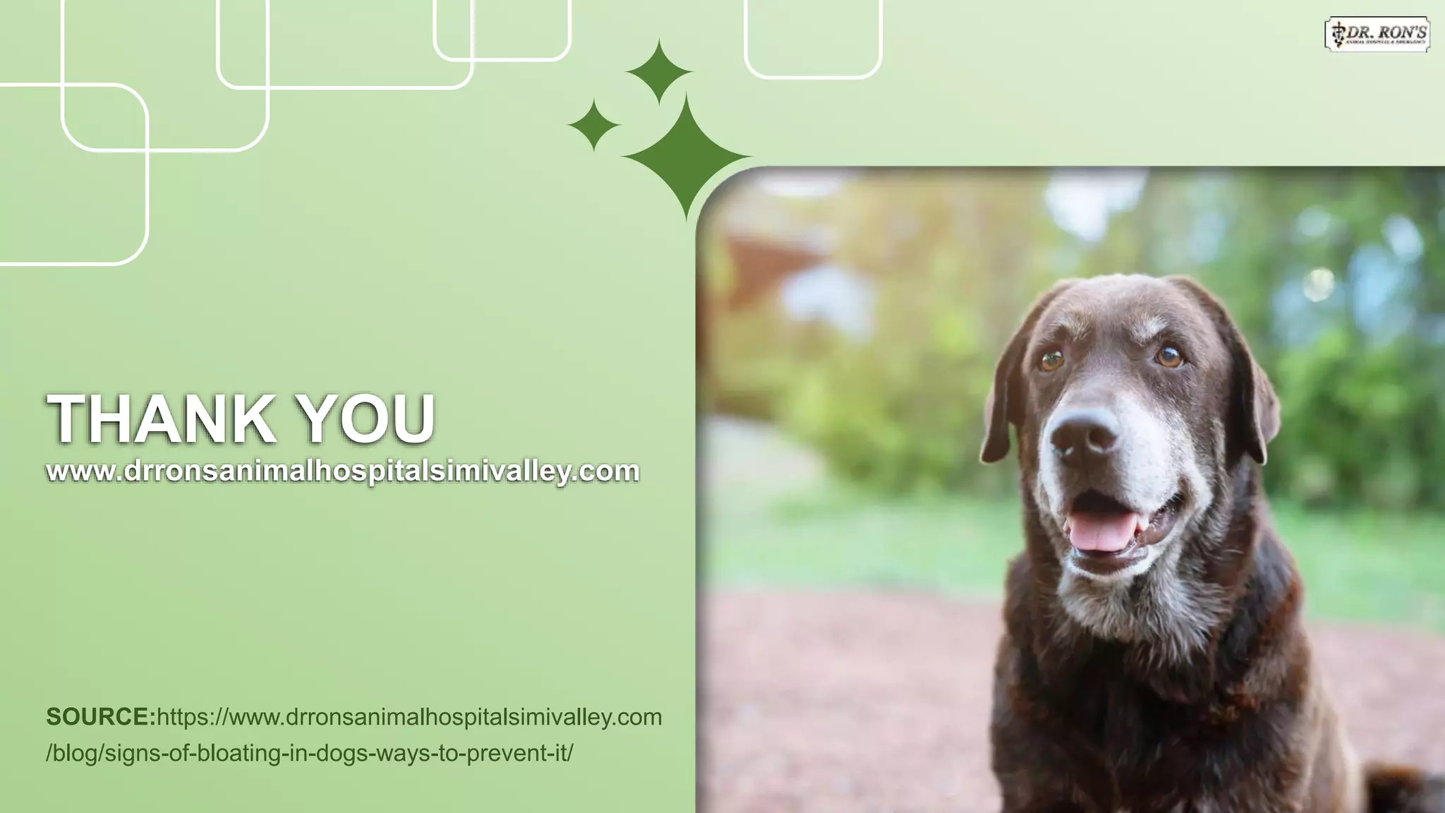 Signs of Bloating in Dogs & Ways to Prevent it | PPTX | Digestive ...
