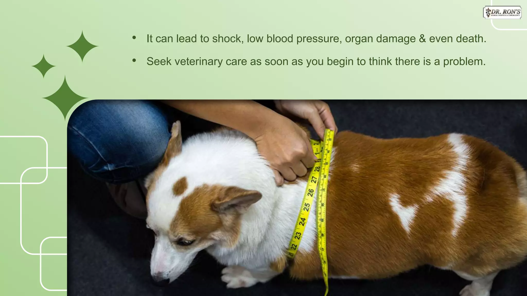 Signs of Bloating in Dogs & Ways to Prevent it | PPT