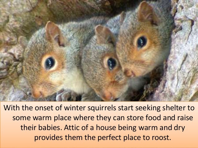 Signs Of Squirrels In Attic