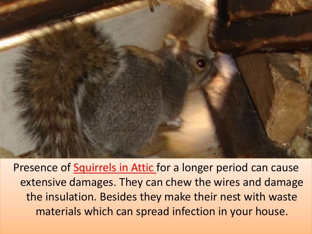 Signs Of Squirrels In Attic