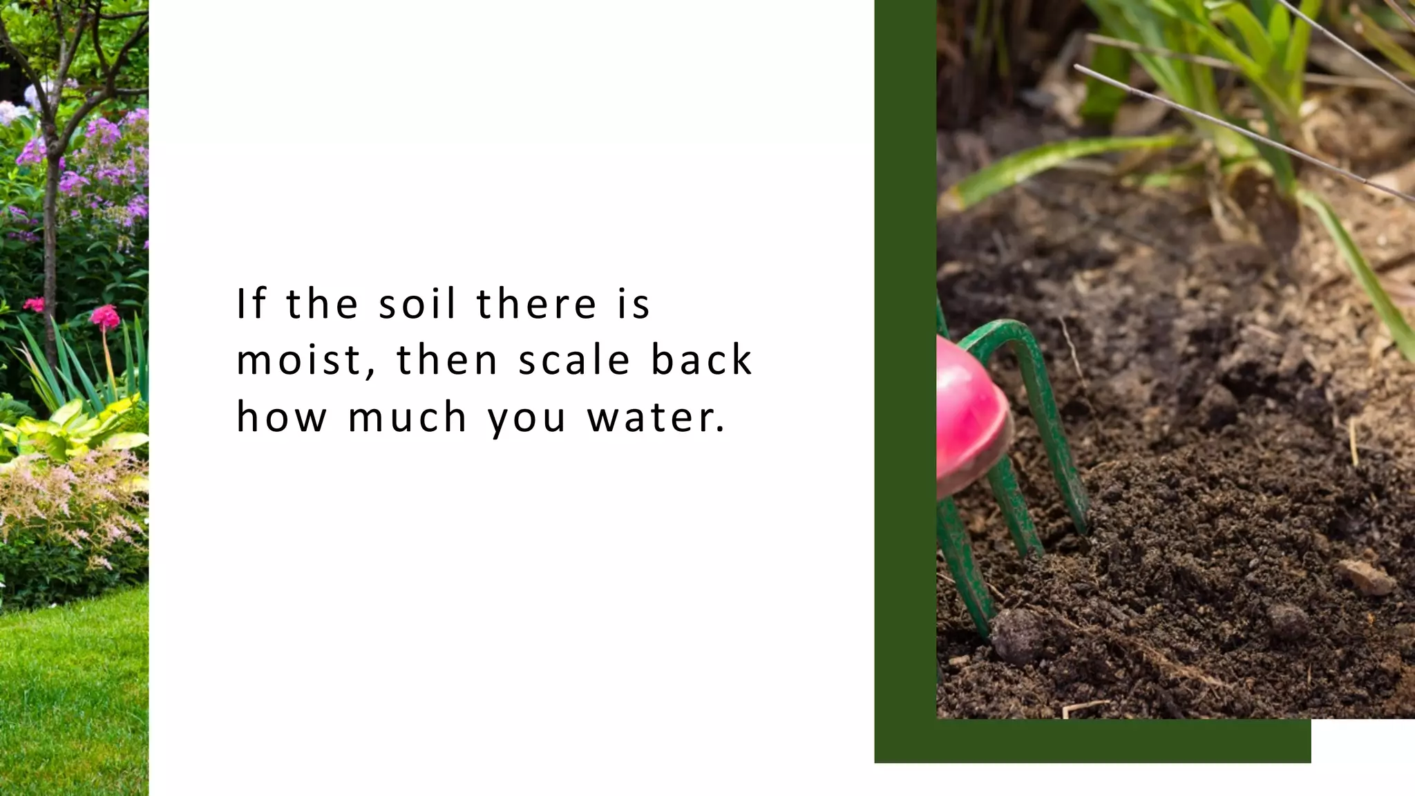 Signs You are Overwatering Your Plants | PDF