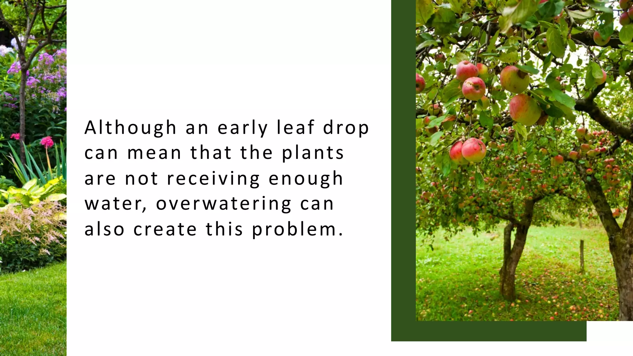 Signs You are Overwatering Your Plants | PDF