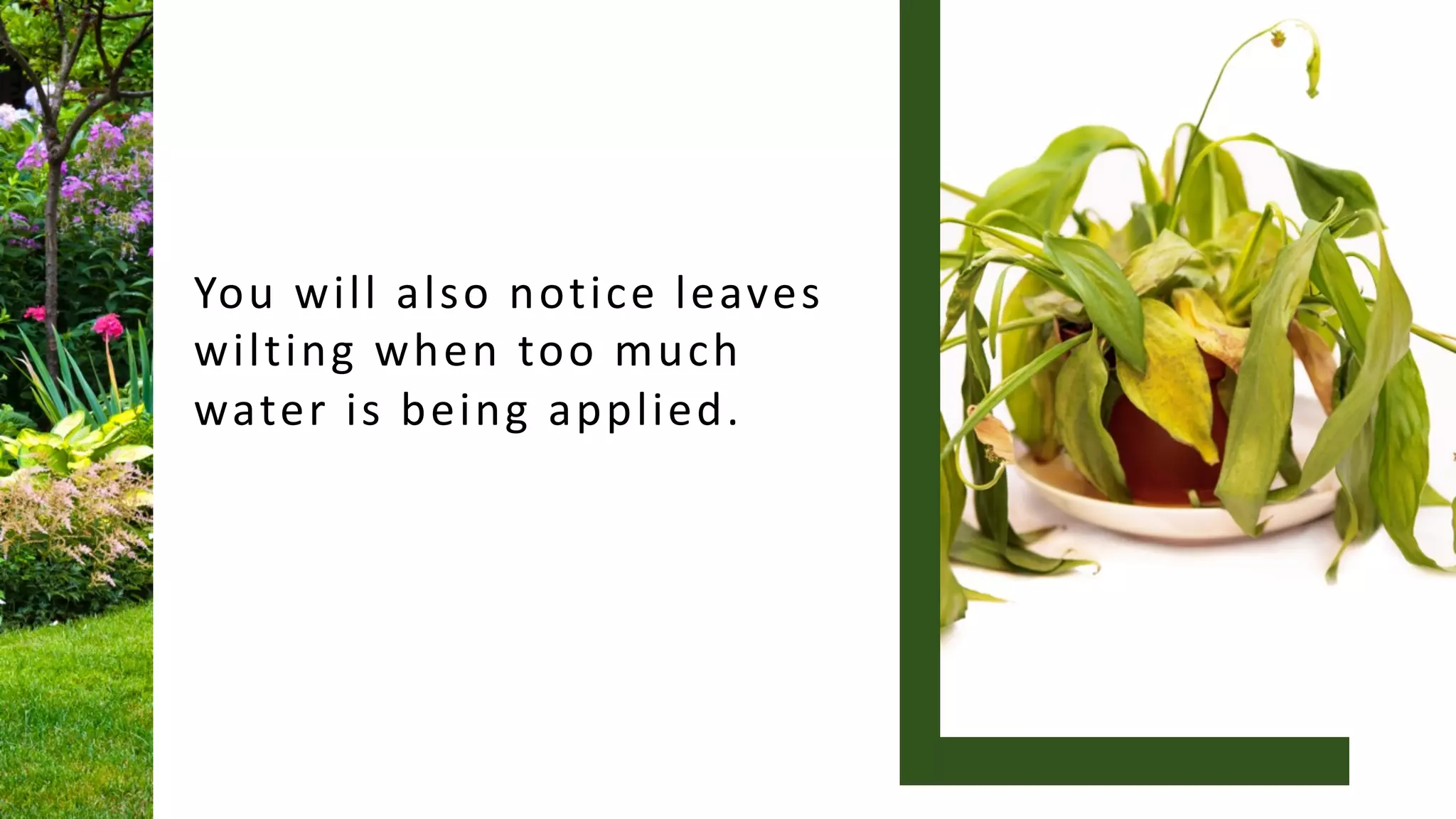 Signs You are Overwatering Your Plants | PDF