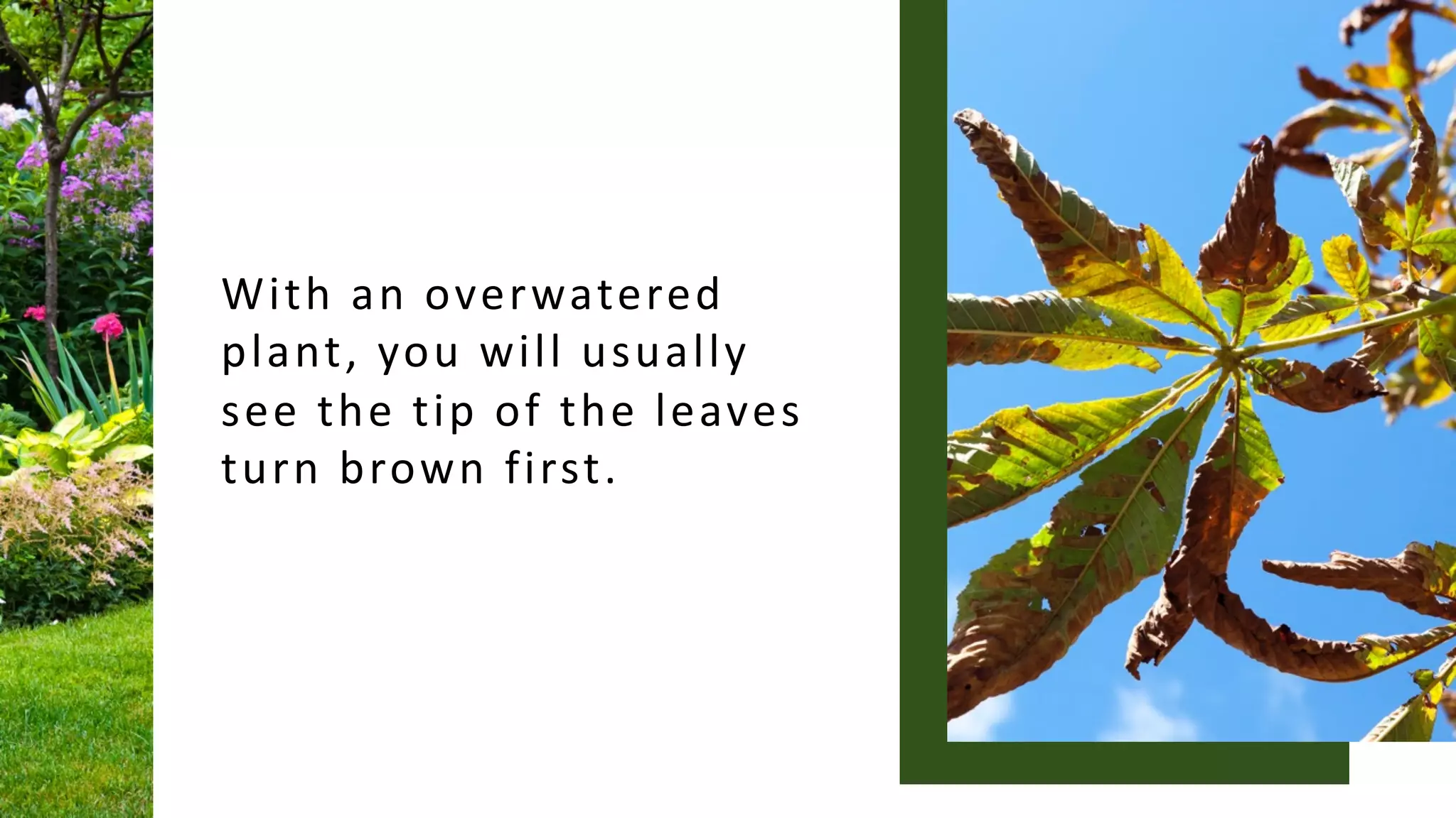 10 Signs You’Re Overwatering Your Plants – QYHG