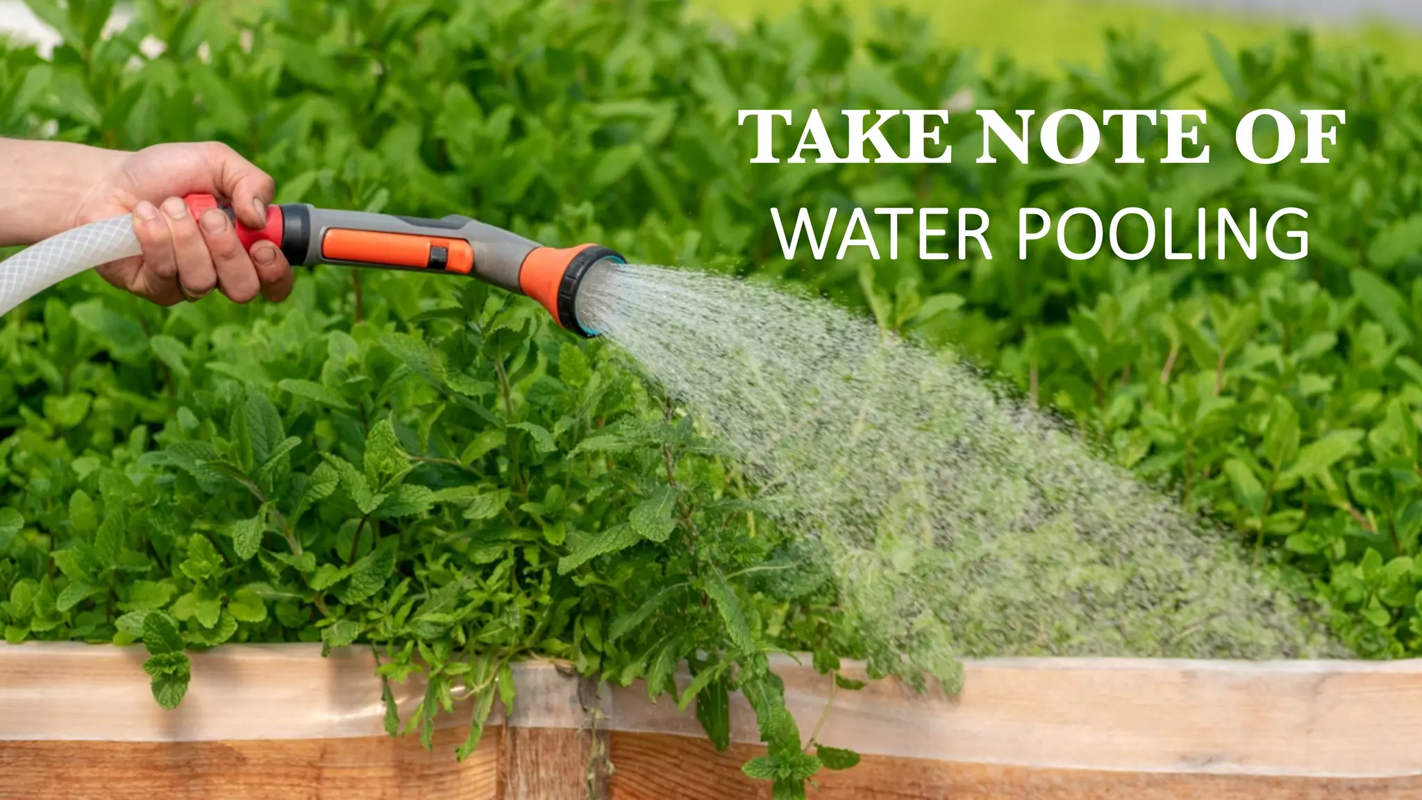Signs You are Overwatering Your Plants | PDF