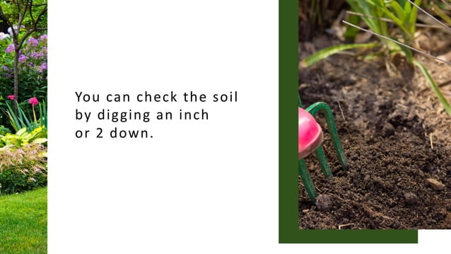 Signs You are Overwatering Your Plants | PDF | Gardening | Home & Garden