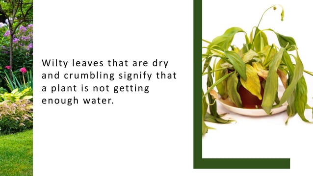 Signs You are Overwatering Your Plants | PDF | Gardening | Home & Garden