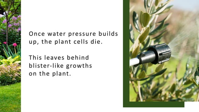 Signs You are Overwatering Your Plants | PDF | Gardening | Home & Garden