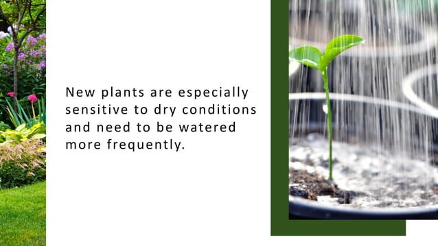 Signs You are Overwatering Your Plants | PDF | Gardening | Home & Garden