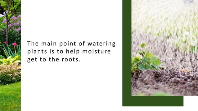 Signs You are Overwatering Your Plants | PDF | Gardening | Home & Garden