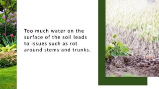 Signs You are Overwatering Your Plants | PDF