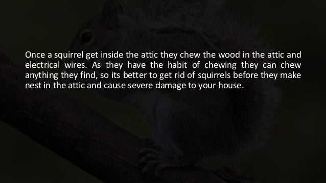 Signs You Have Squirrels In Attic