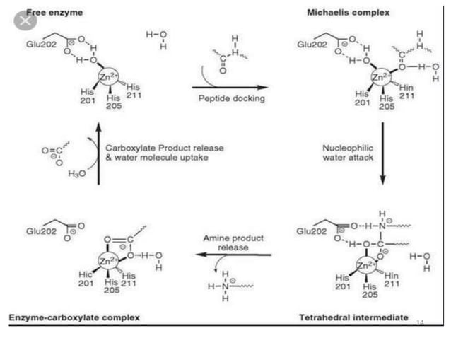Zinc metalloenzymes | PPTX | Chemistry | Science