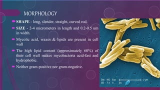 Mycobacterium tuberculosis by Sikander ali Sumalani | PPTX