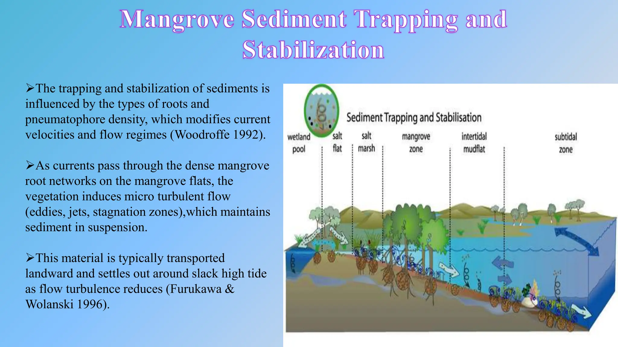 Tropical Coastal Environment processes and hazards | PPTX
