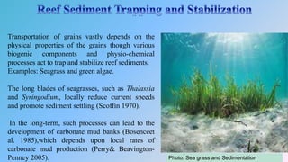 Tropical Coastal Environment processes and hazards | PPT