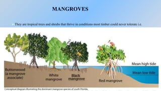 Tropical Coastal Environment processes and hazards | PPT